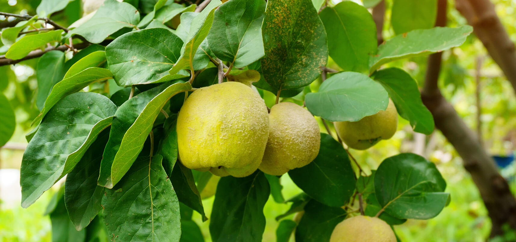 The Mother of Light: Quince-Lemon Elixir